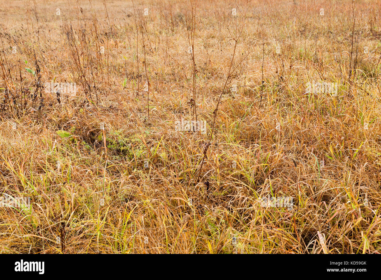 Photo of a yellow grass Stock Photo - Alamy