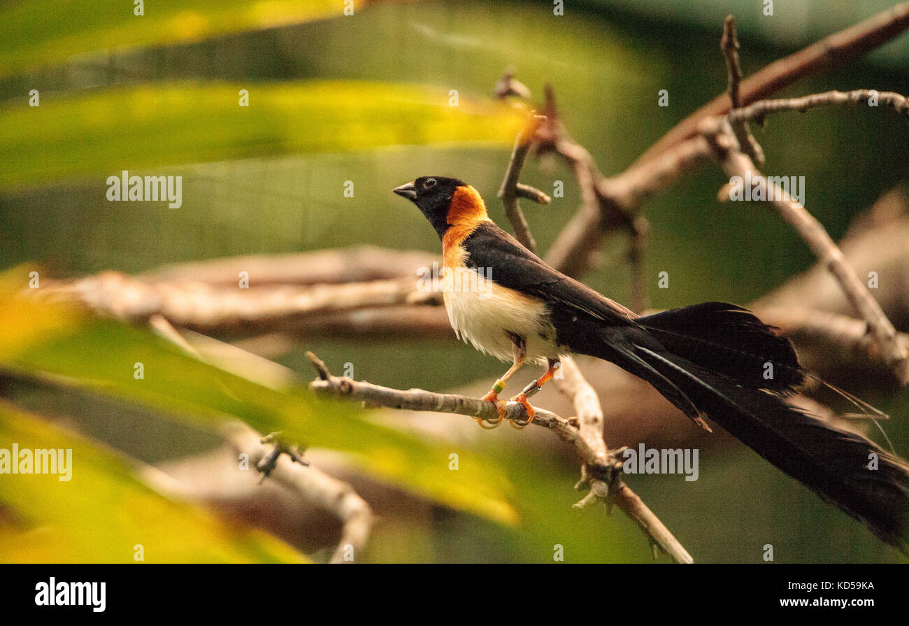 Male long-tailed paradise-whydah bird Vidua paradisaea has a red chest ...