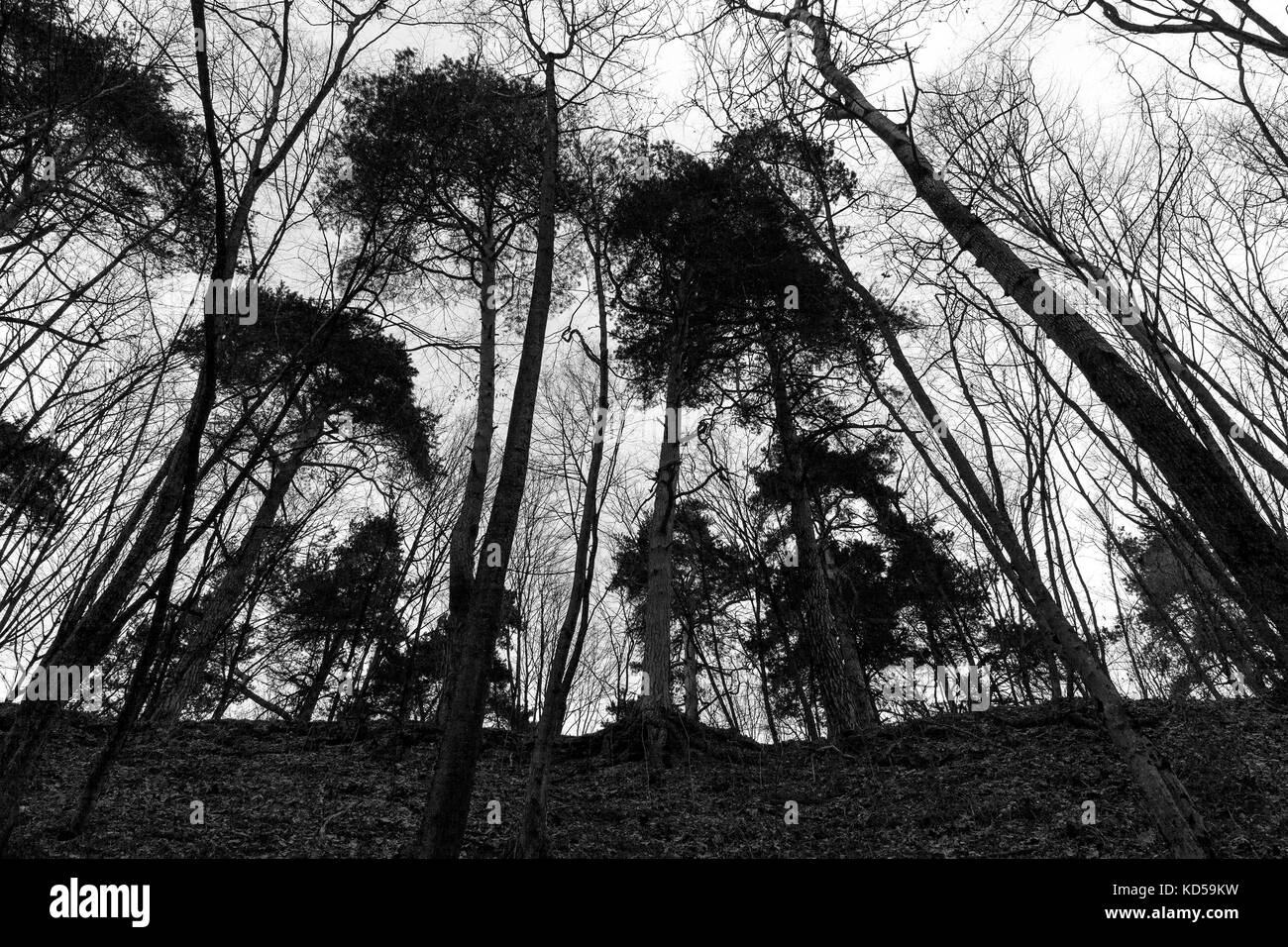 Light forest green color Black and White Stock Photos & Images - Alamy