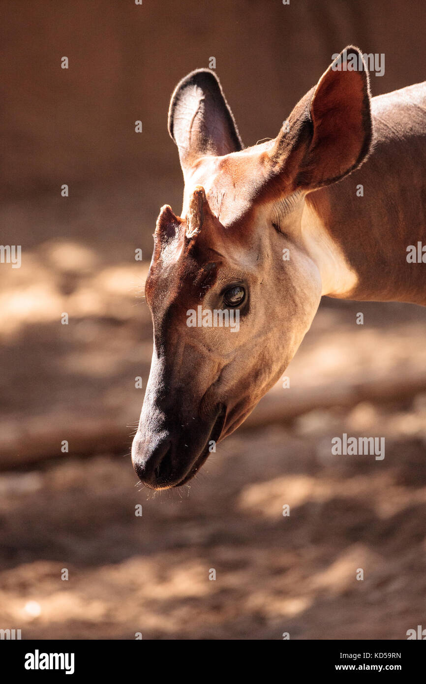 Okapi, Okapia johnstoni, live in the tropical rainforest in the Congo ...
