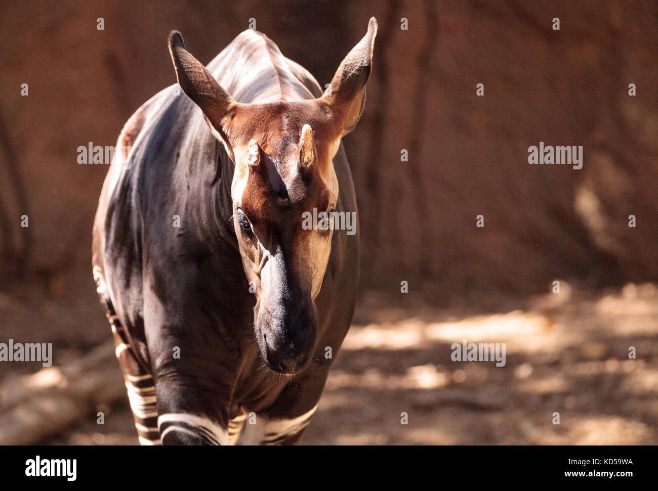 Okapi, Okapia johnstoni, live in the tropical rainforest in the Congo ...