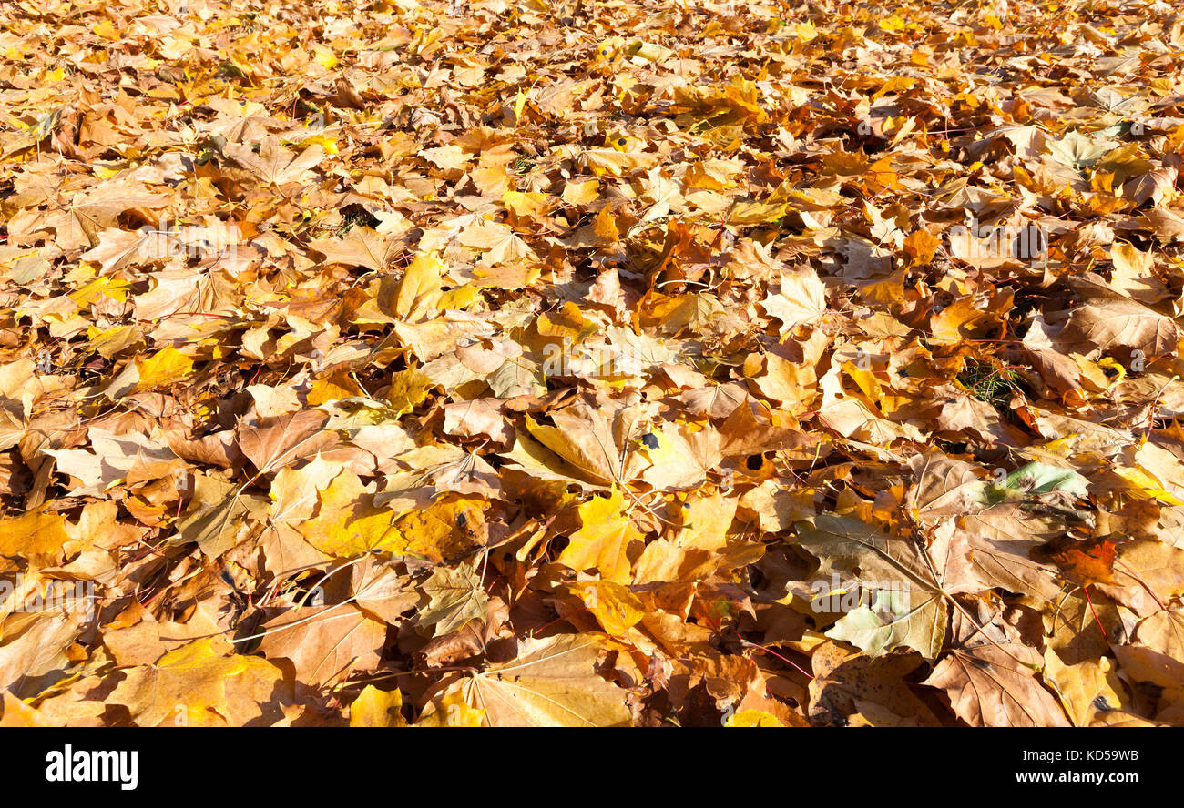 The fallen maple leaves Stock Photo - Alamy