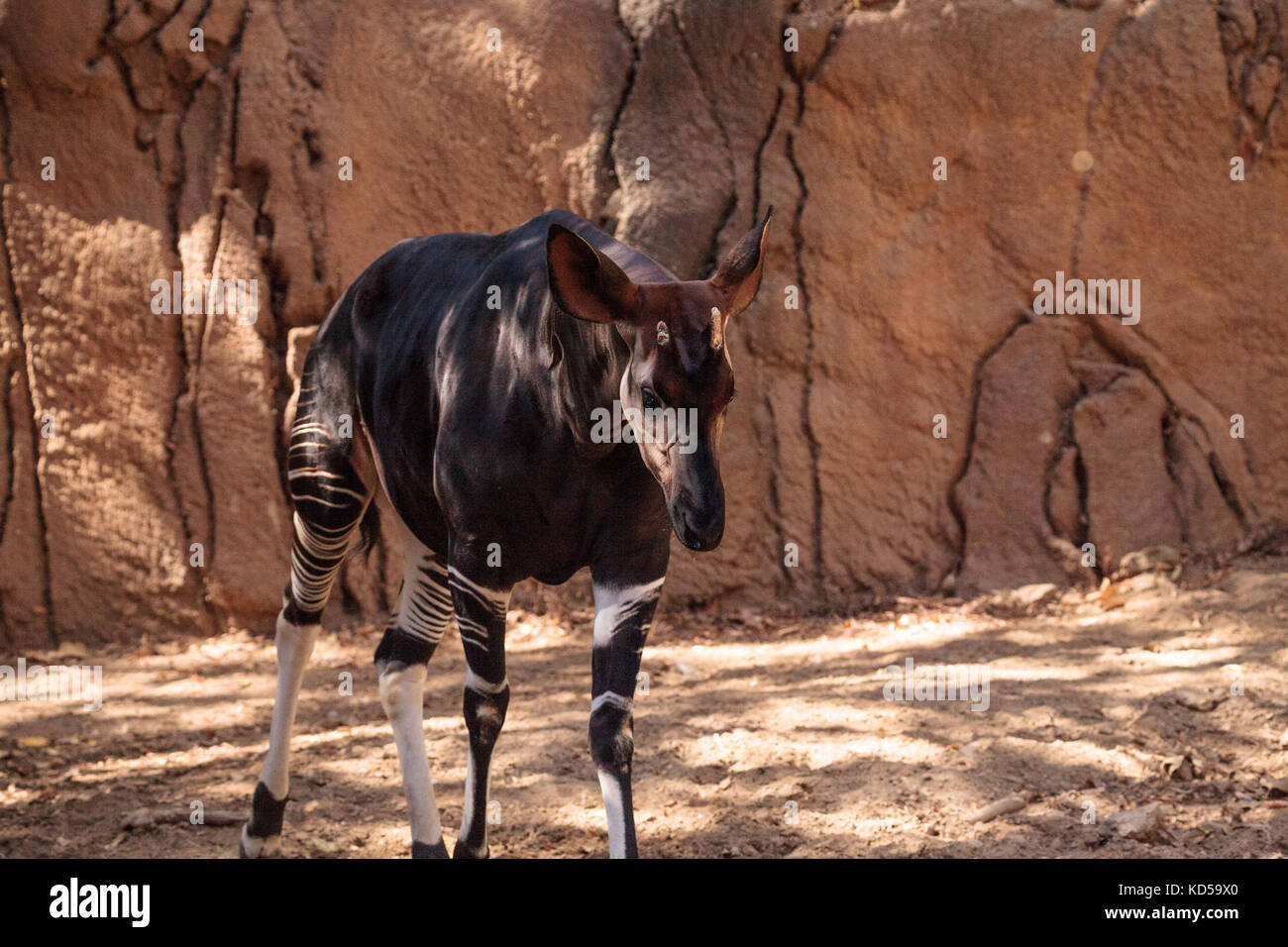 Okapi, Okapia johnstoni, live in the tropical rainforest in the Congo ...