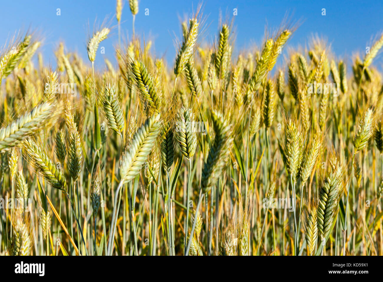 immature yellowing wheat Stock Photo - Alamy