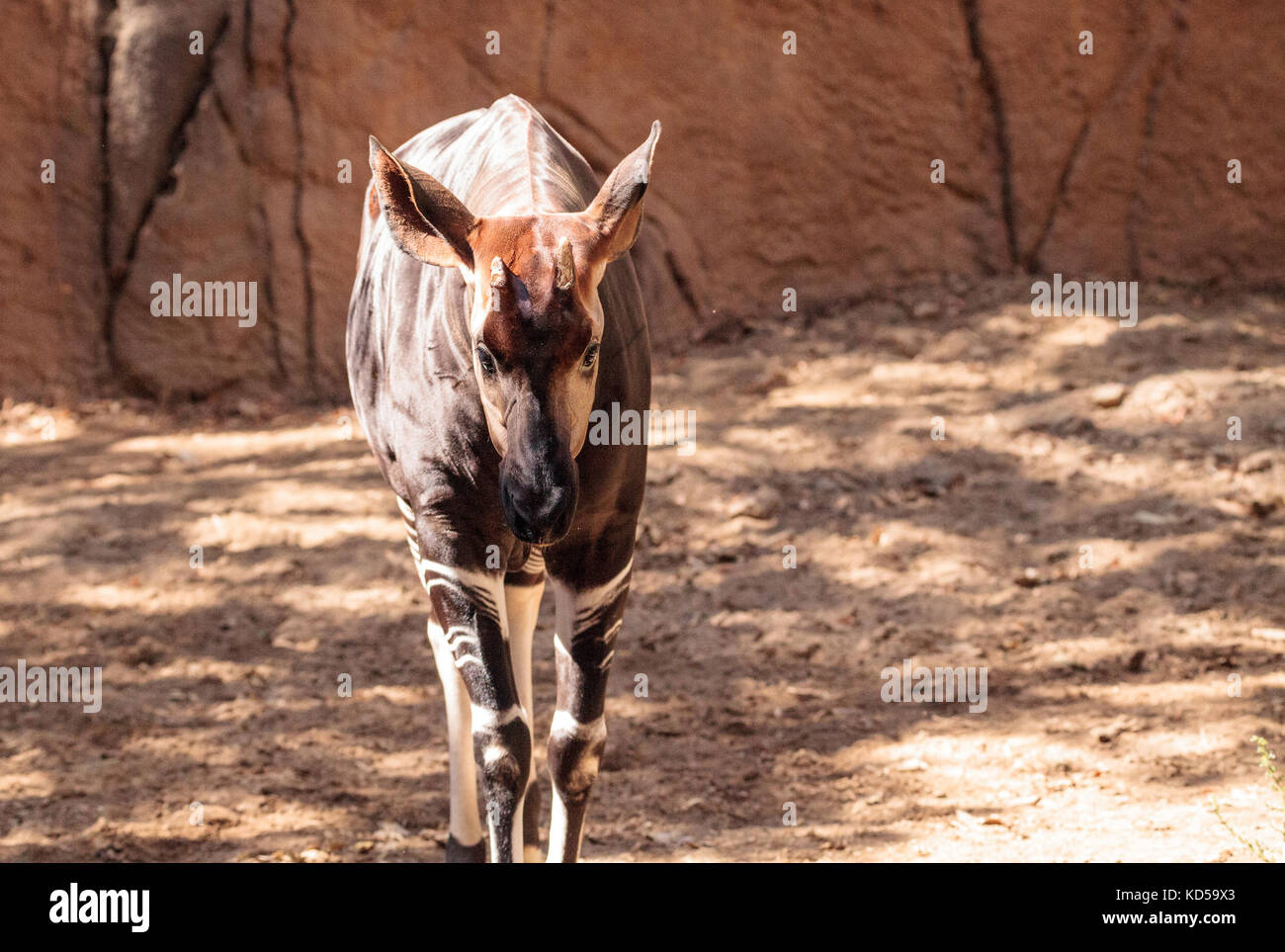 Okapi, Okapia johnstoni, live in the tropical rainforest in the Congo ...