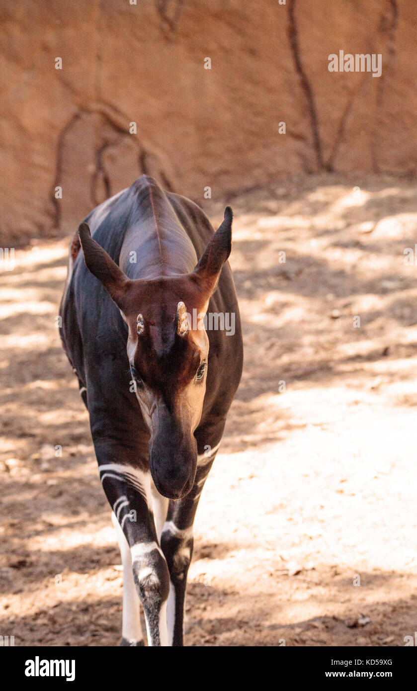 Okapi, Okapia johnstoni, live in the tropical rainforest in the Congo ...