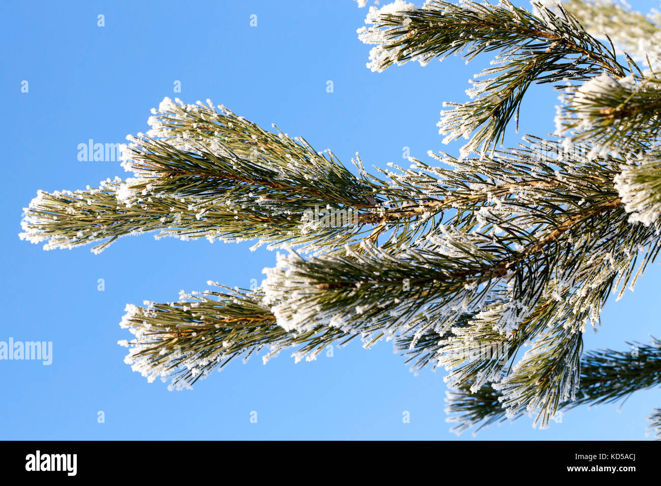covered with snow pine Stock Photo - Alamy