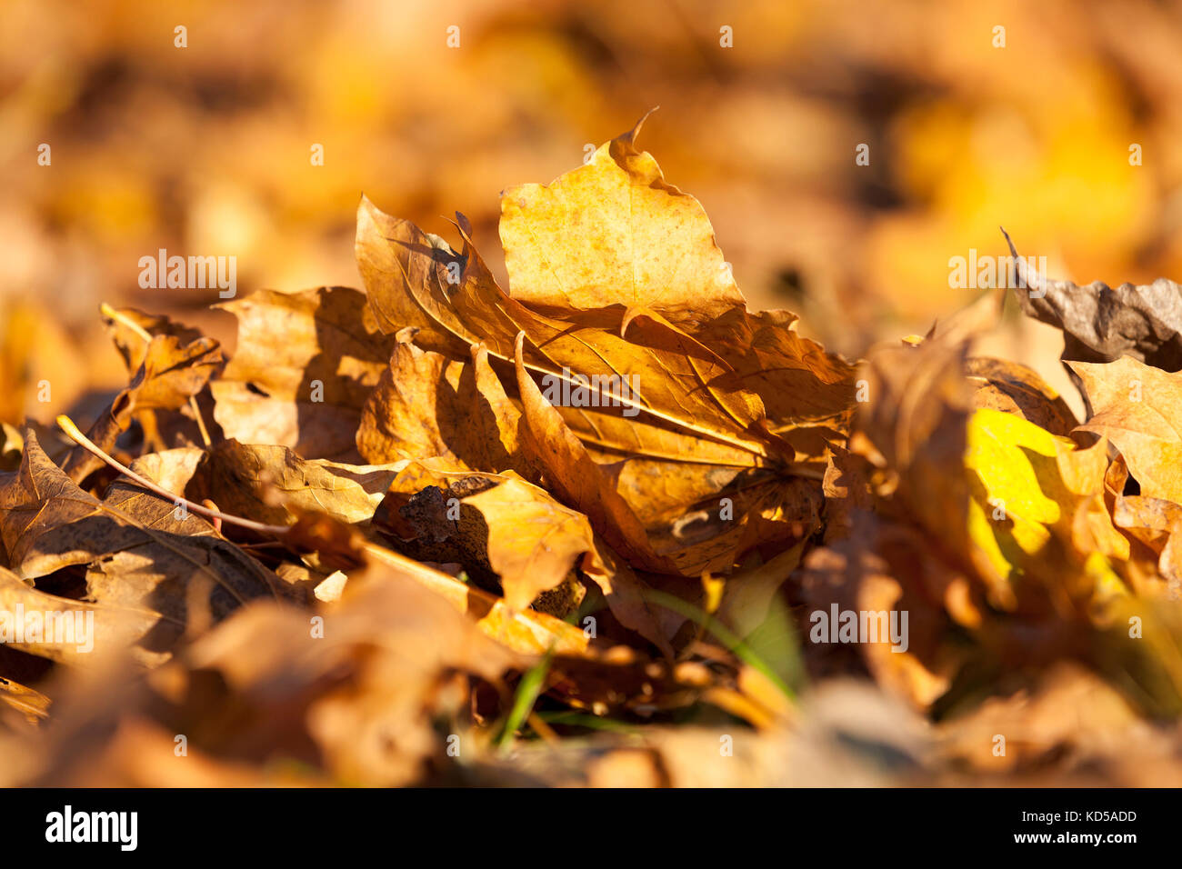 Yellow fallen leaves Stock Photo - Alamy
