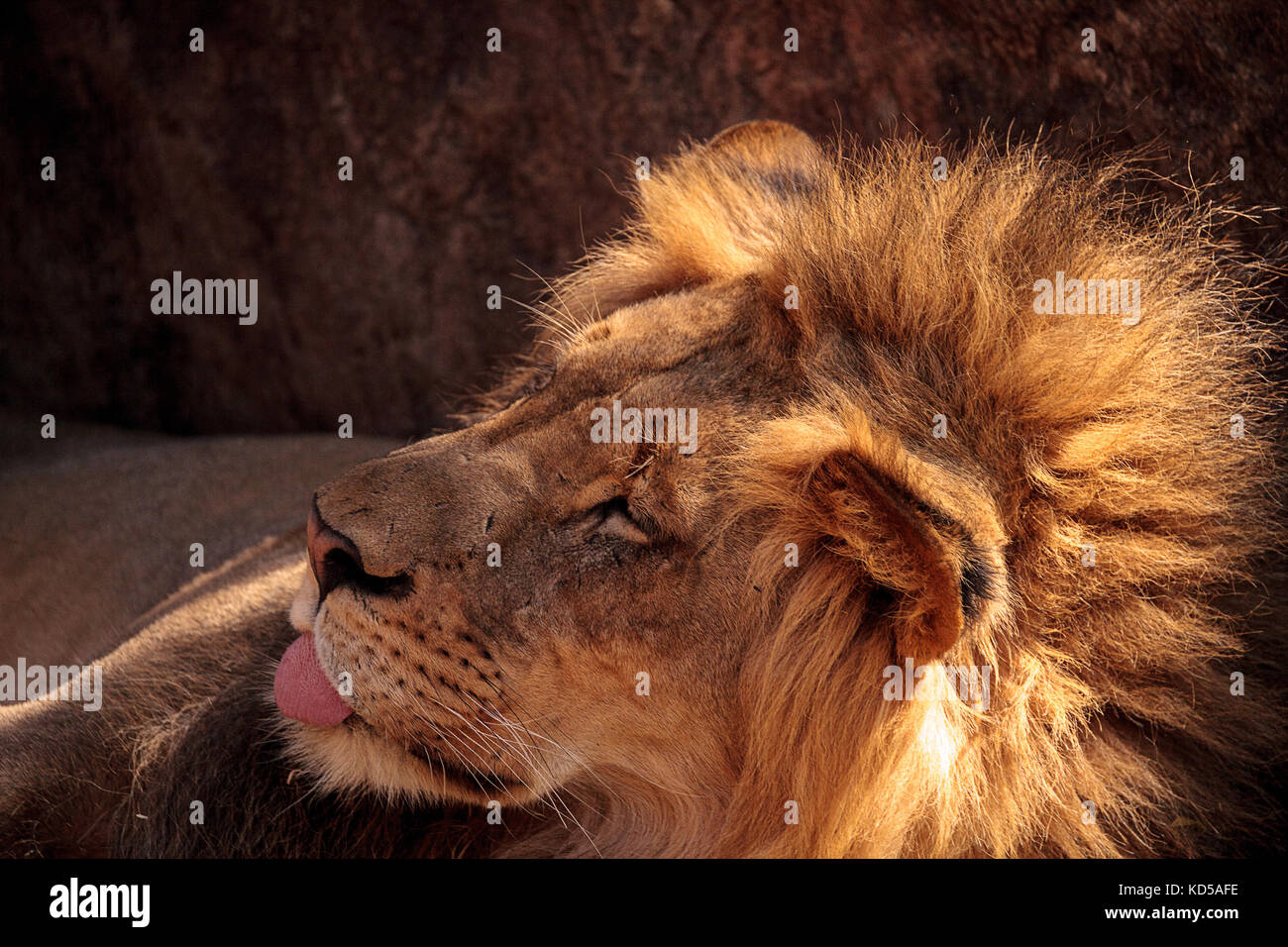 Male African lion Panthera leo stretches out and takes a nap in the sun ...