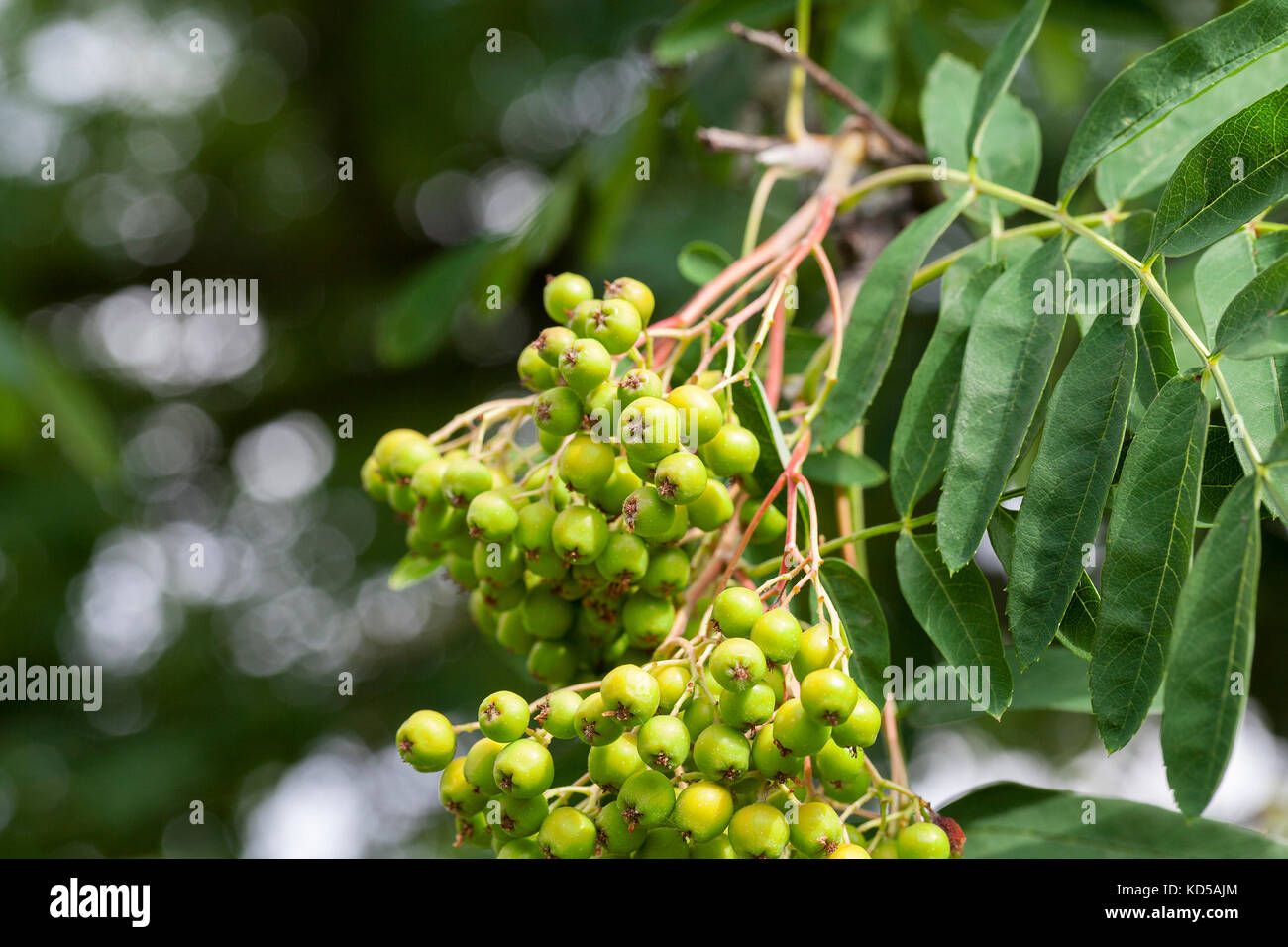 Unripe mountain ash, close-up Stock Photo - Alamy