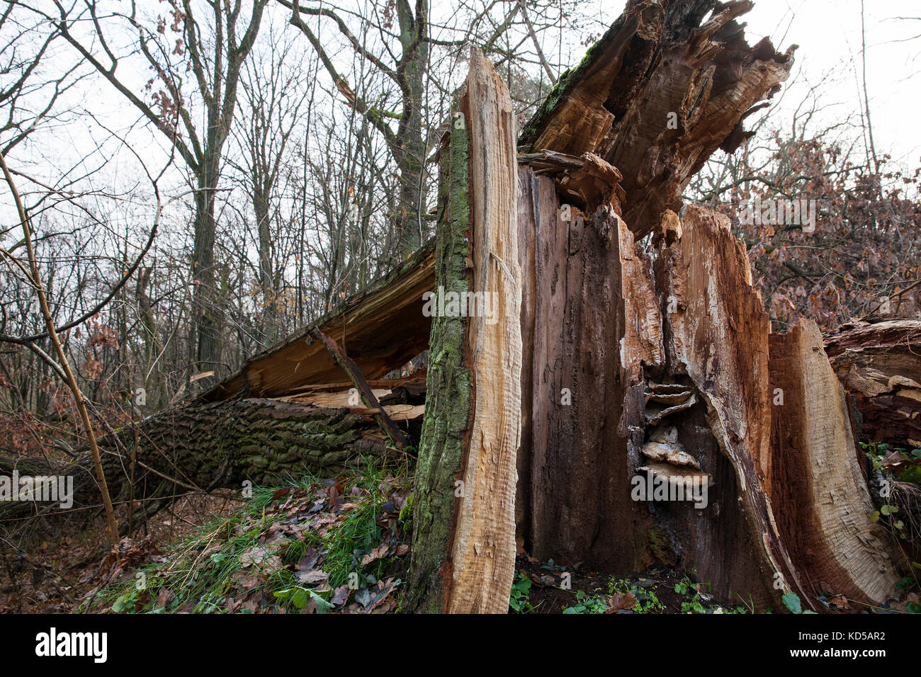 Dead biomass hi-res stock photography and images - Alamy