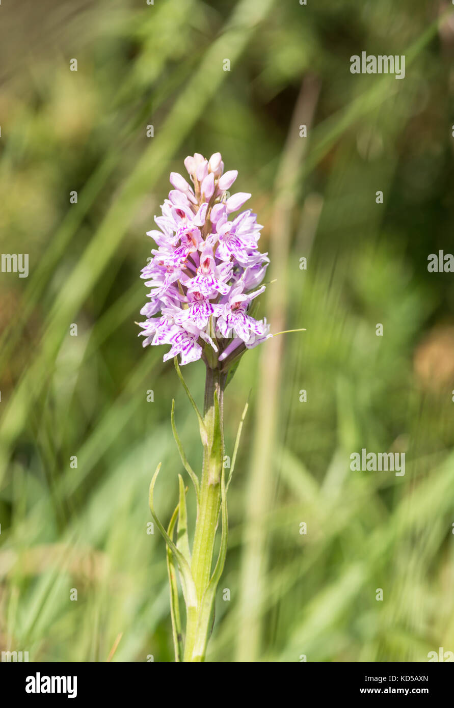 Common Spotted Orchids - Dactylorhiza fuchsii Stock Photo - Alamy