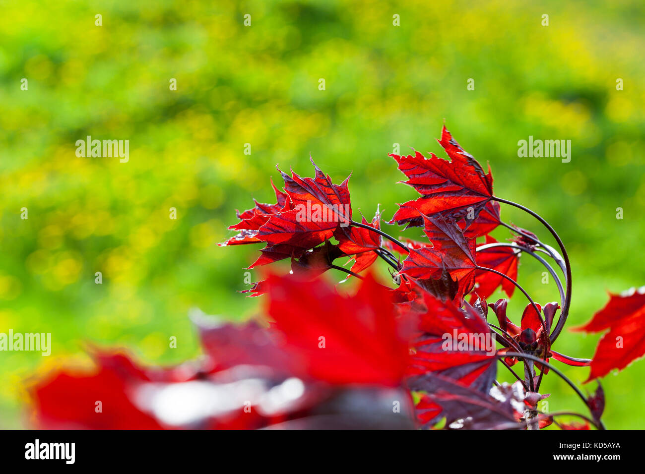 Rayed background hi-res stock photography and images - Alamy