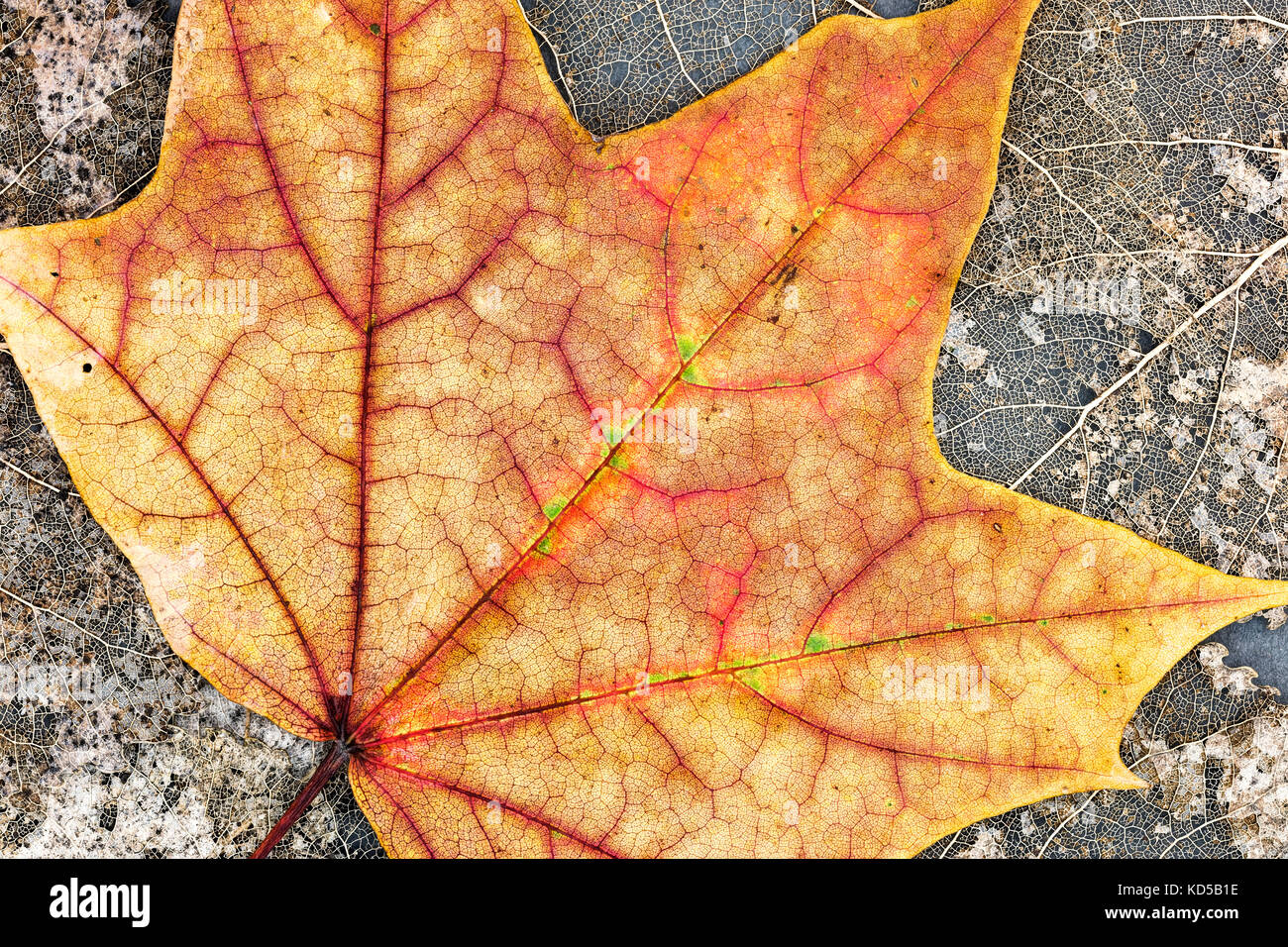 Skeleton leaf pattern hi-res stock photography and images - Alamy