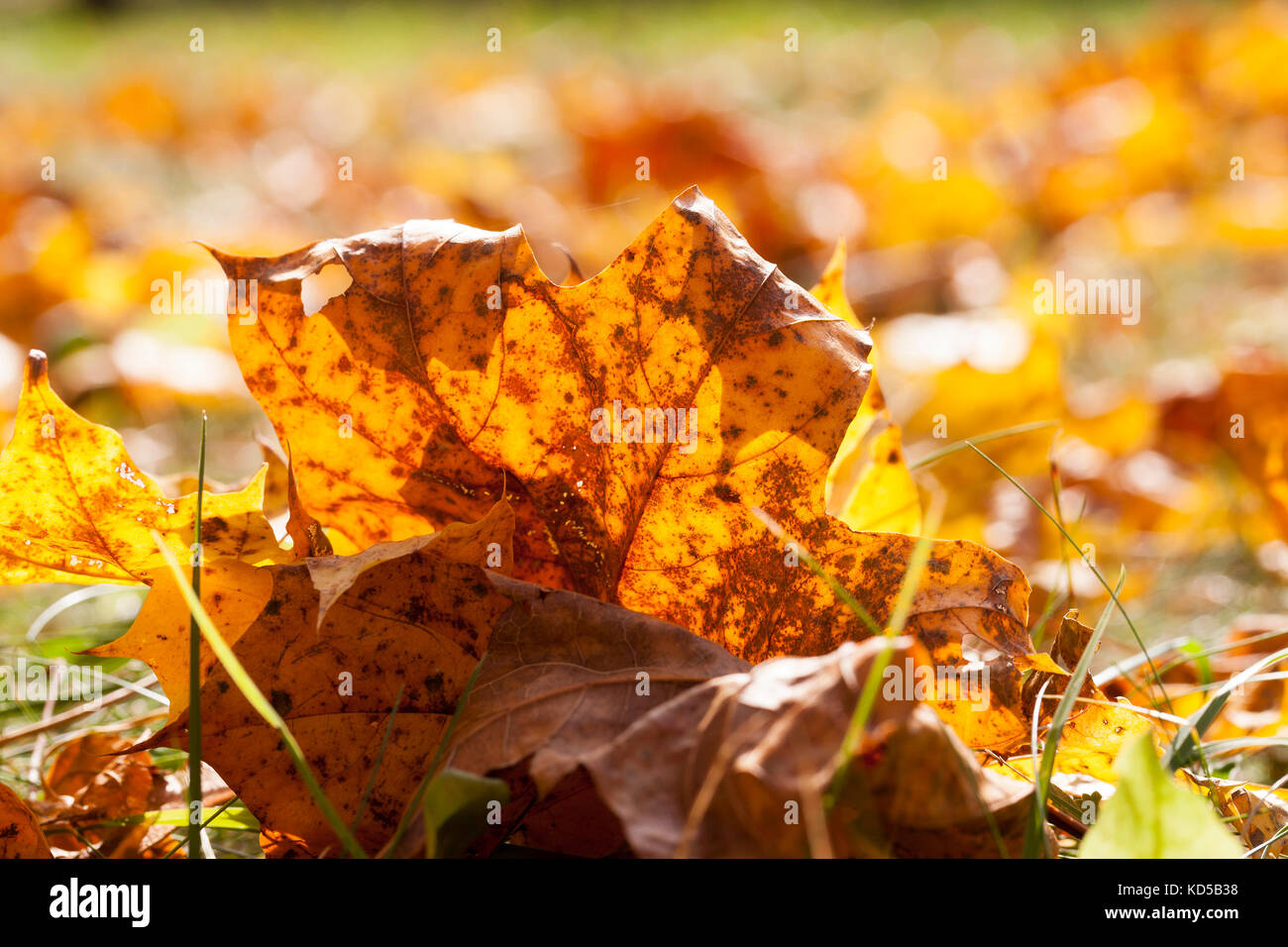 The fallen maple leaves Stock Photo - Alamy