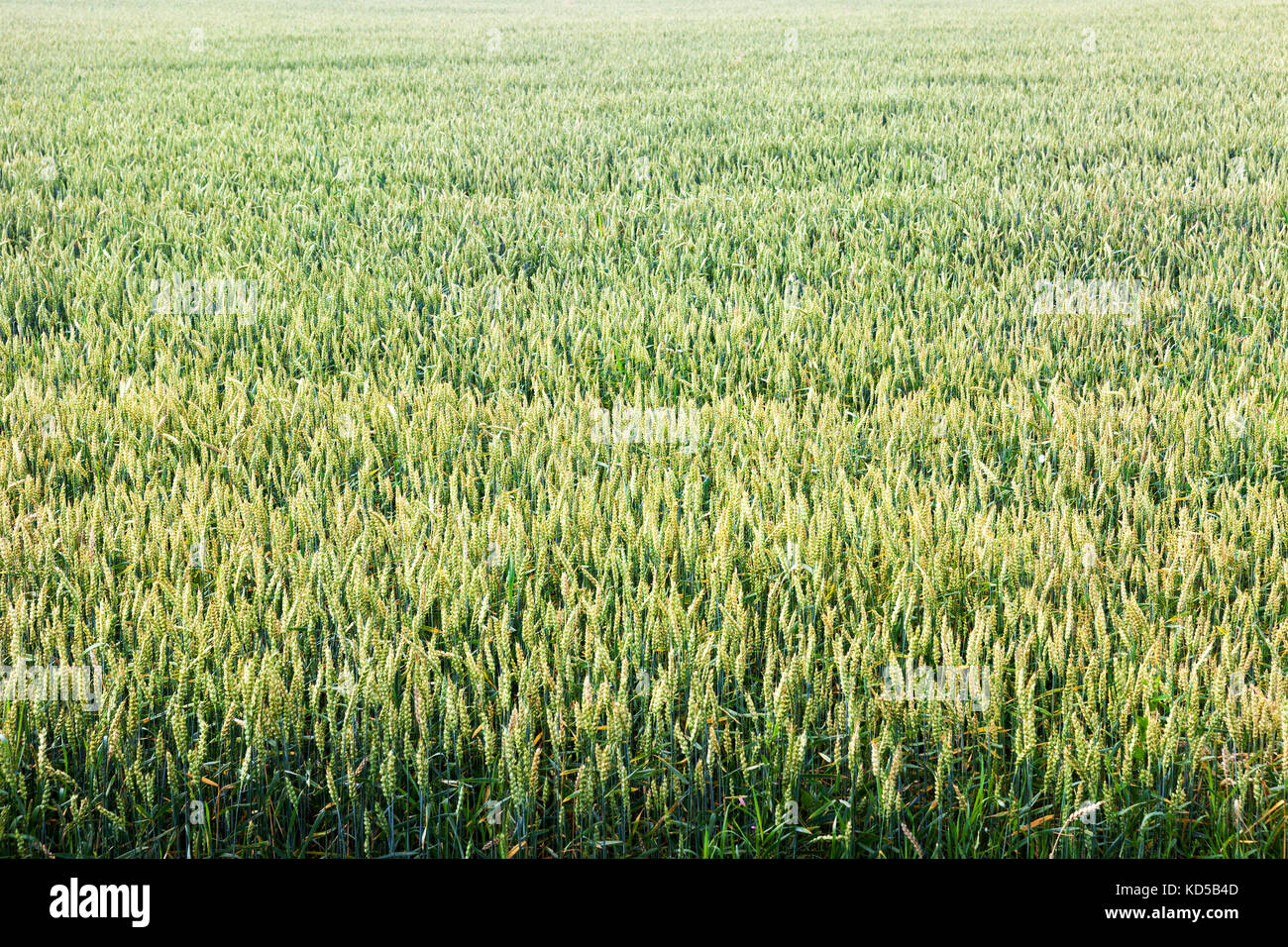 green wheat field Stock Photo - Alamy