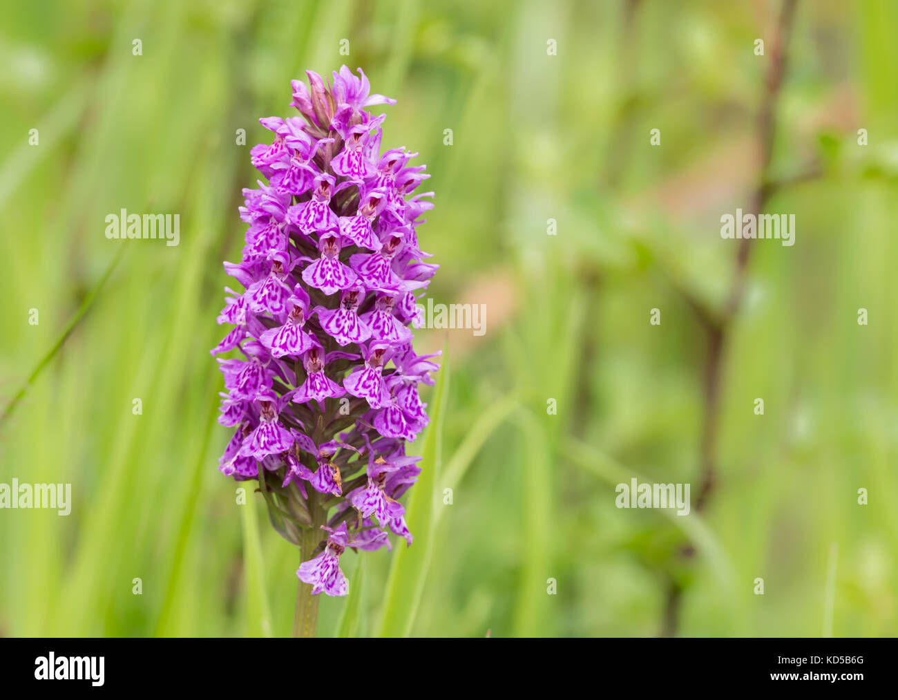 Orchid - Northern Marsh Hybrid Stock Photo - Alamy