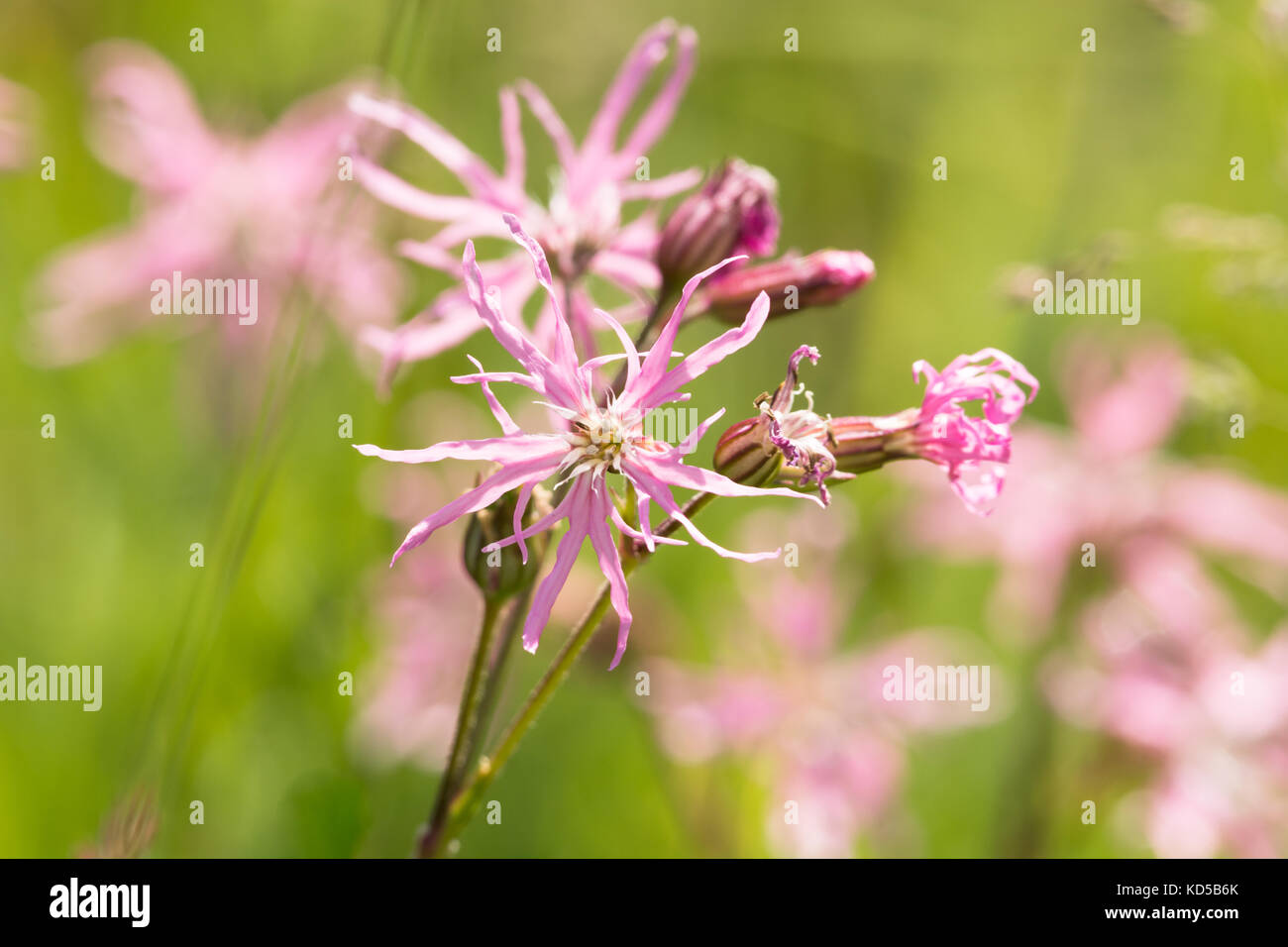 Ragged Robin, Lychnis flos-cuculi Stock Photo - Alamy