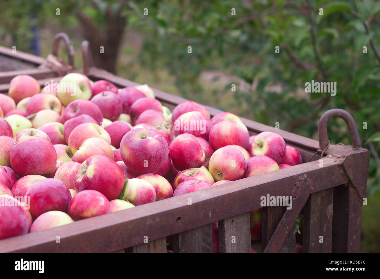 Ripe apples in a container, harvesting in the garden Stock Photo - Alamy