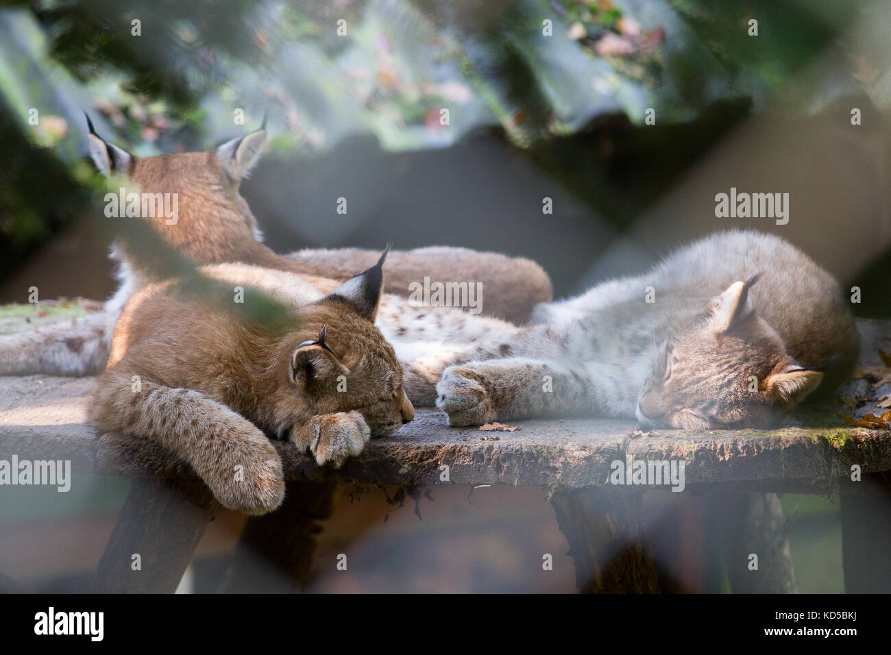 Sleeping Lynx High Resolution Stock Photography and Images - Alamy