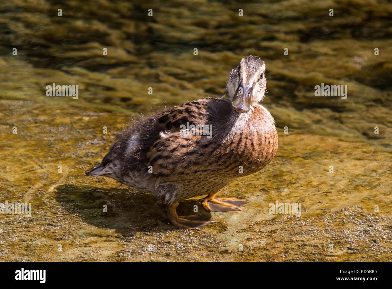 Duck with his chicks in the sun Stock Photo - Alamy