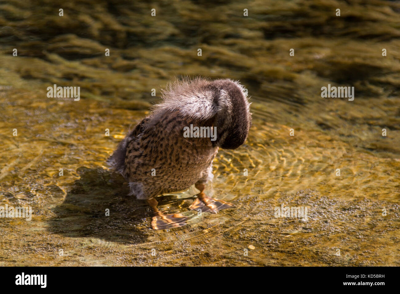 Duck with his chicks in the sun Stock Photo - Alamy