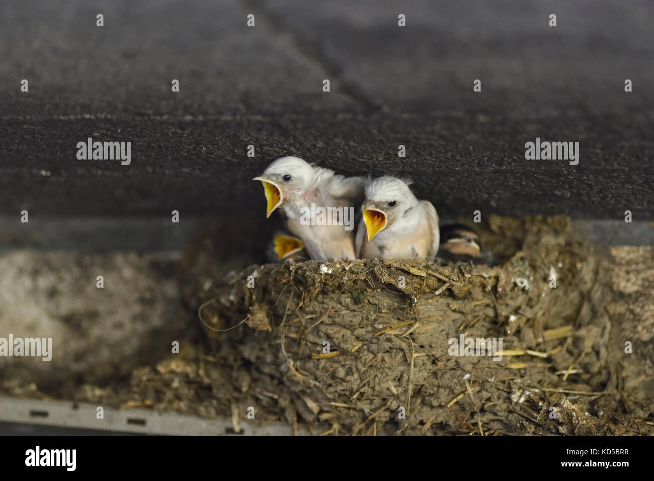 Leucistic birds hi-res stock photography and images - Alamy