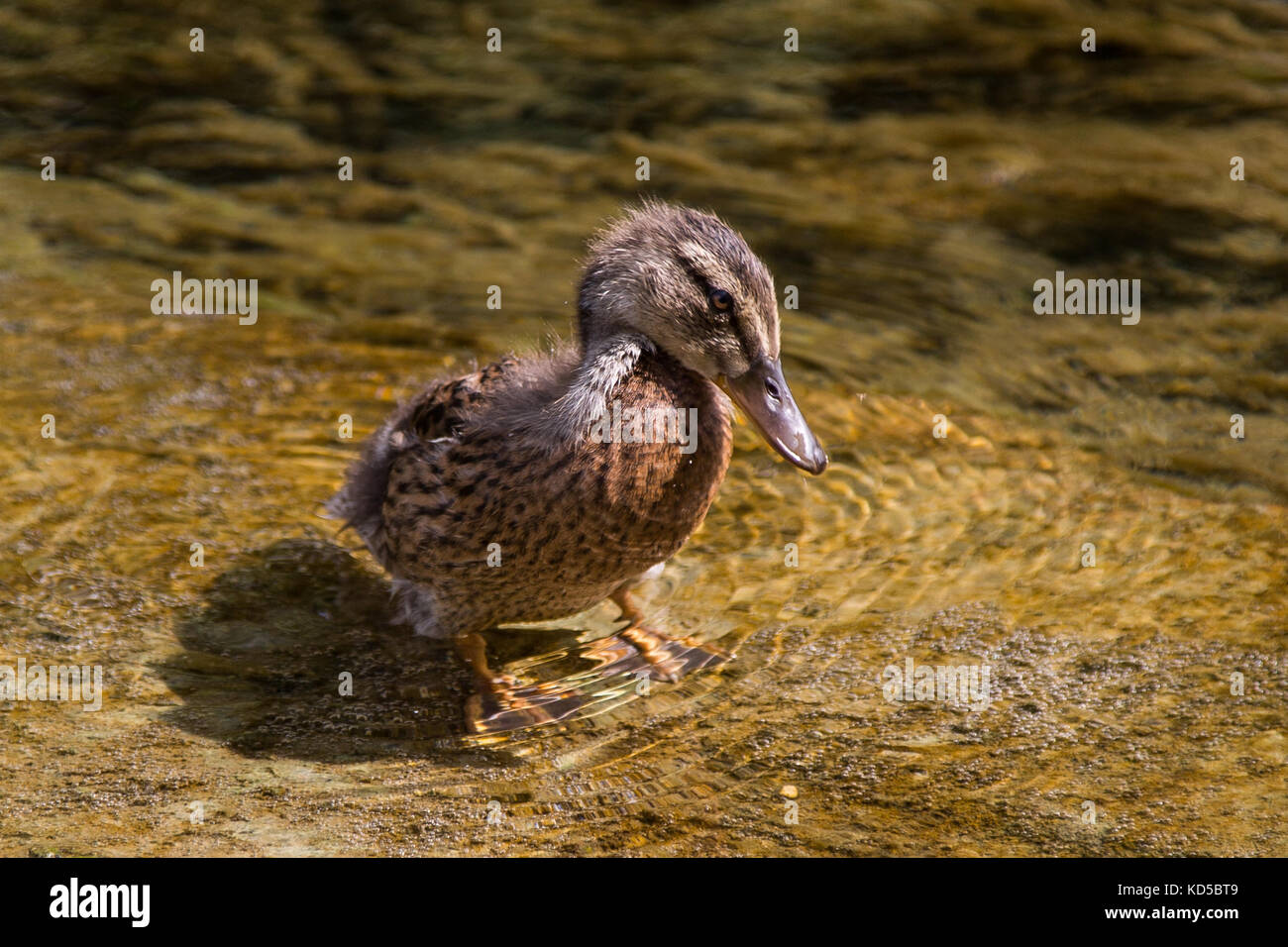 Duck with his chicks in the sun Stock Photo - Alamy