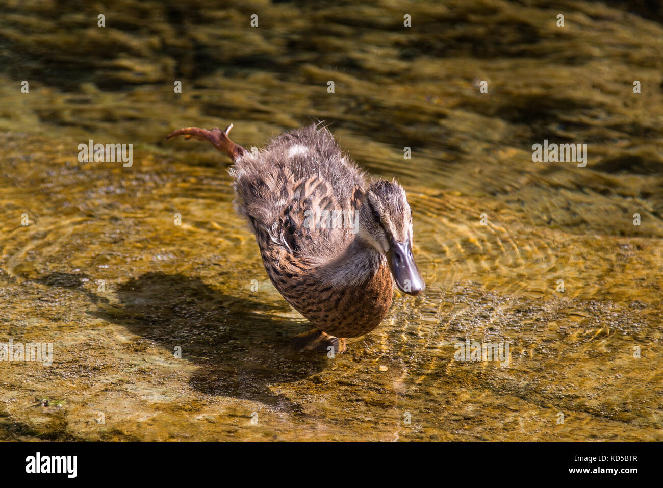 Duck with his chicks in the sun Stock Photo - Alamy