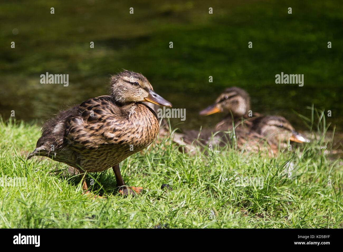 Duck with his chicks in the sun Stock Photo - Alamy