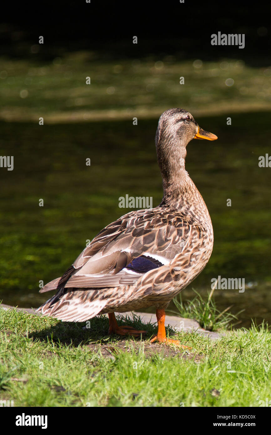 Duck with his chicks in the sun Stock Photo - Alamy