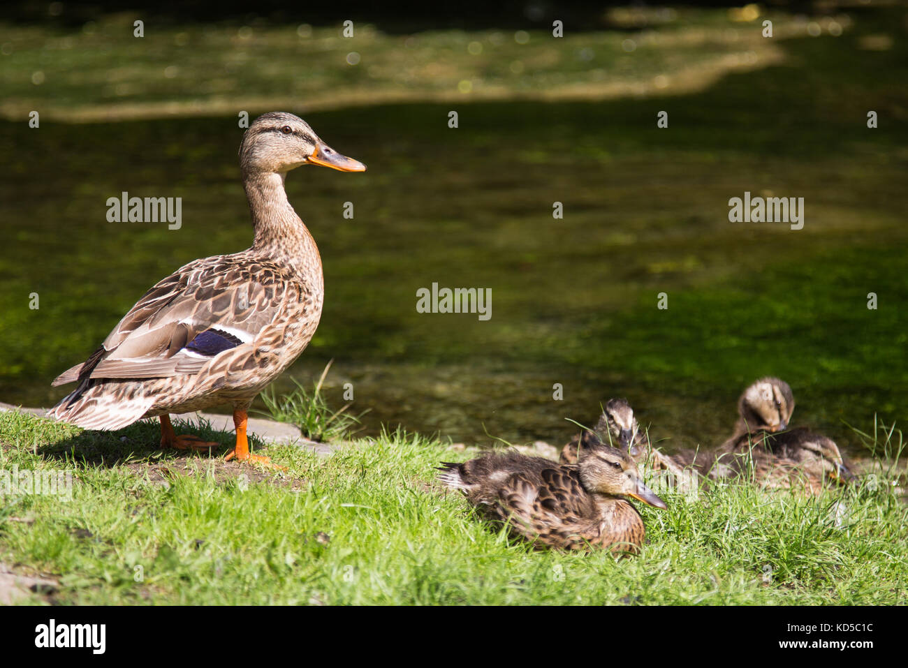 Duck with his chicks in the sun Stock Photo - Alamy