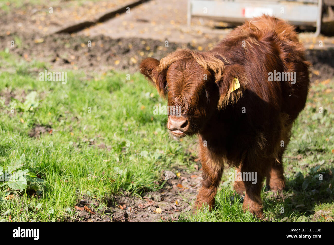 highland cattle enjoying the sun Stock Photo - Alamy