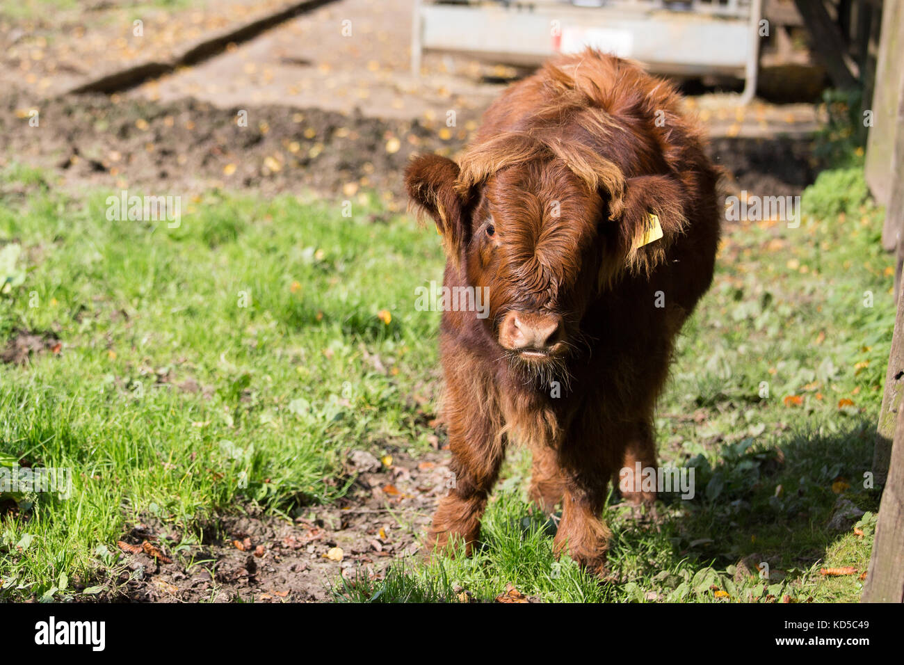 highland cattle enjoying the sun Stock Photo - Alamy