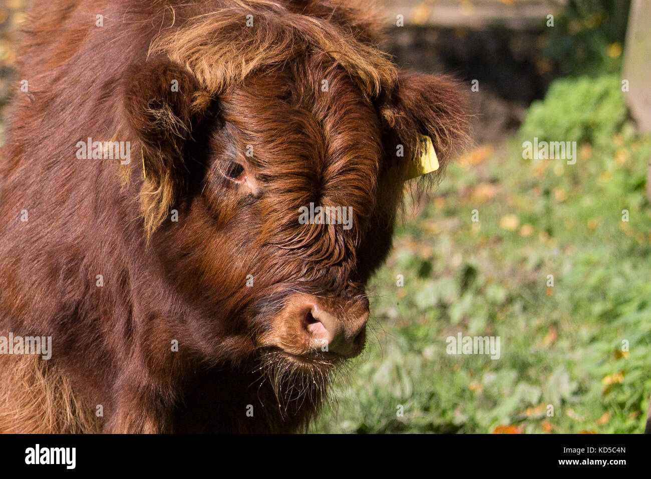 highland cattle enjoying the sun Stock Photo - Alamy