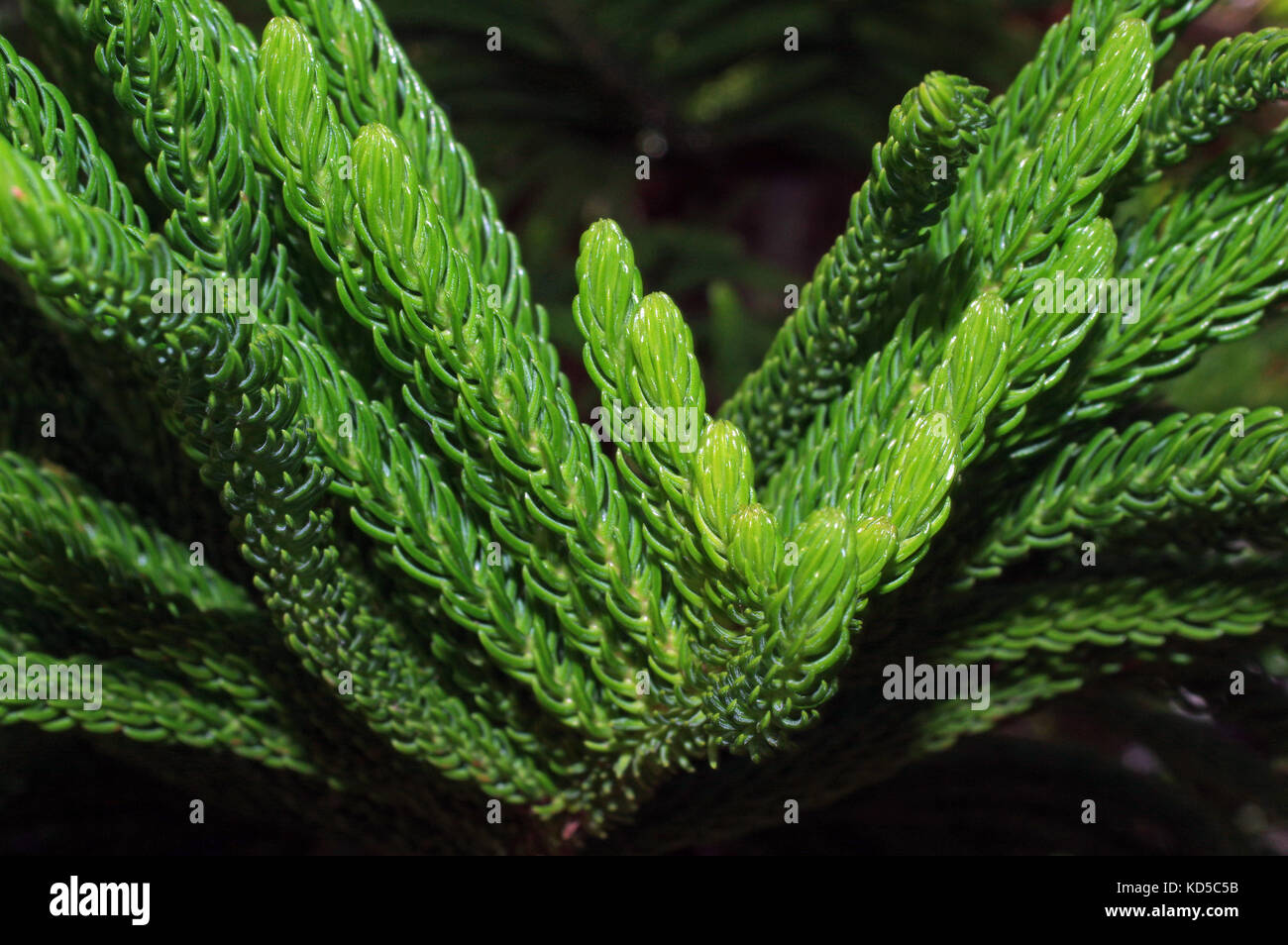 Araucaria Heterophylla Leaf High Resolution Stock Photography and ...