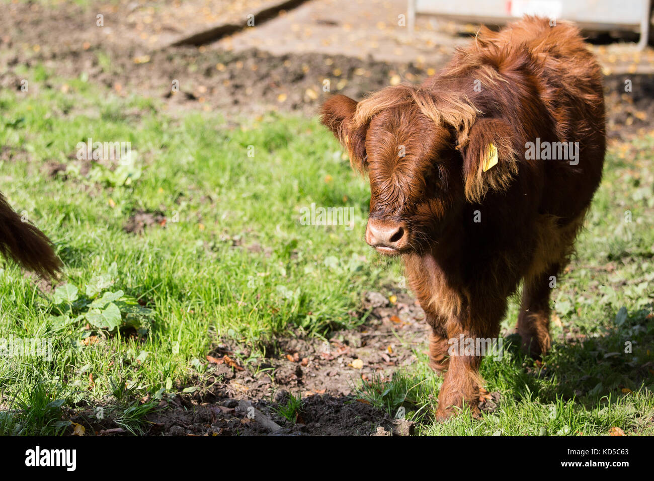 highland cattle enjoying the sun Stock Photo - Alamy