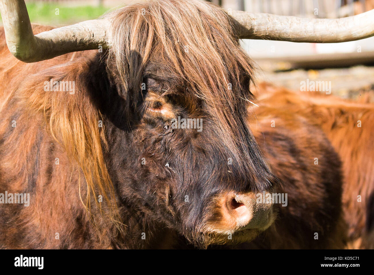 highland cattle enjoying the sun Stock Photo - Alamy