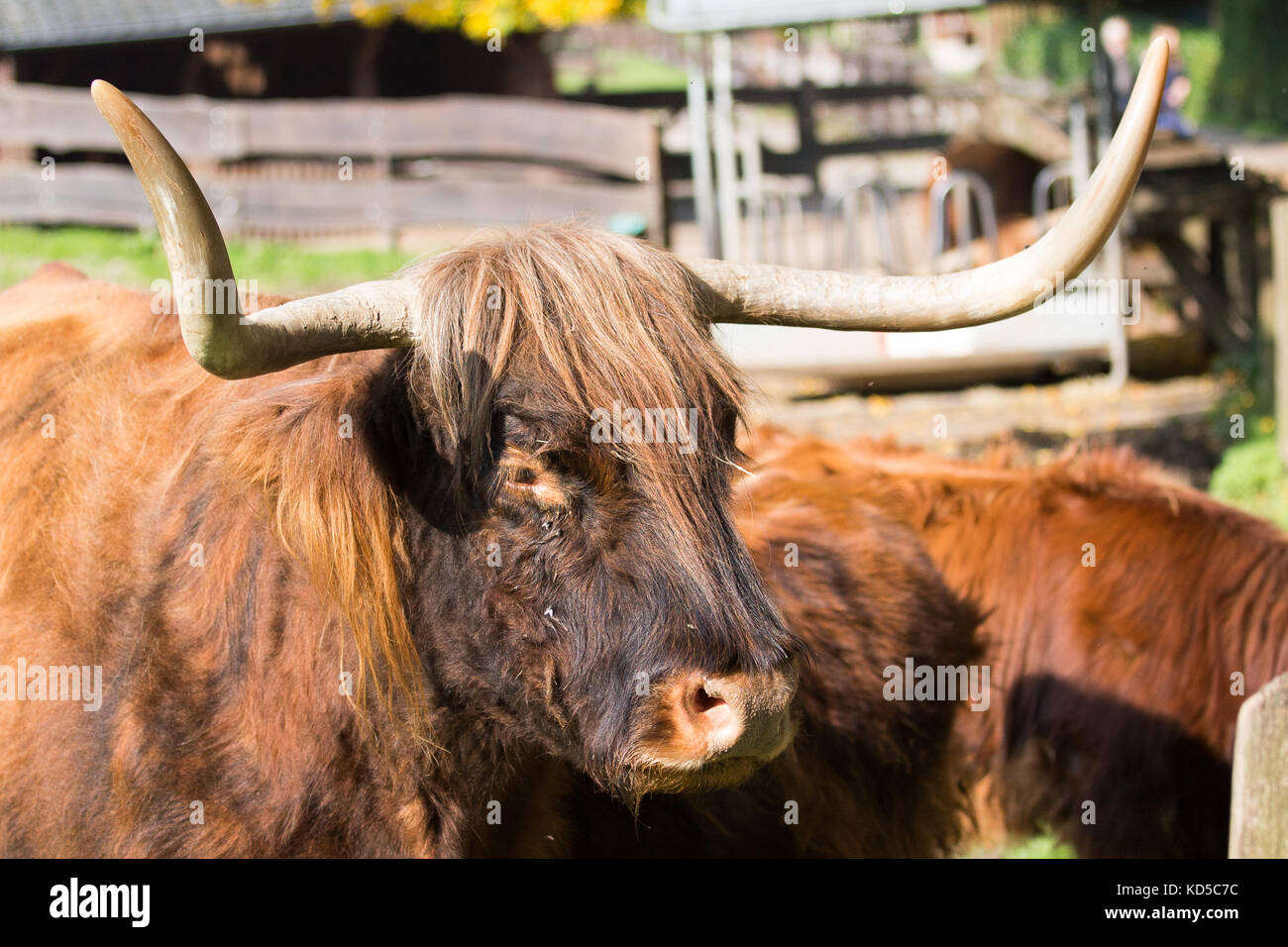 highland cattle enjoying the sun Stock Photo - Alamy
