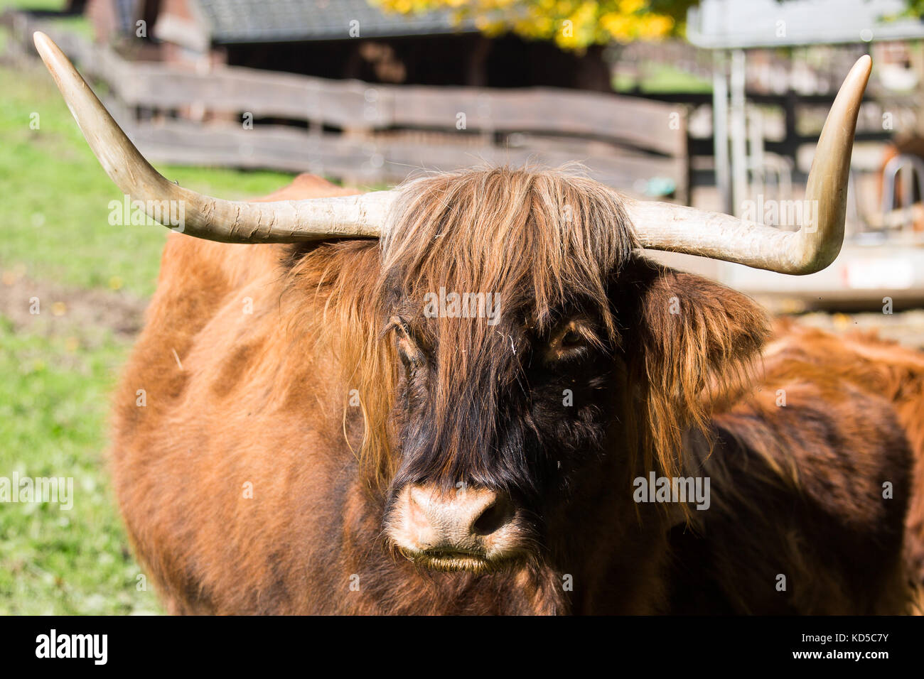 highland cattle enjoying the sun Stock Photo - Alamy