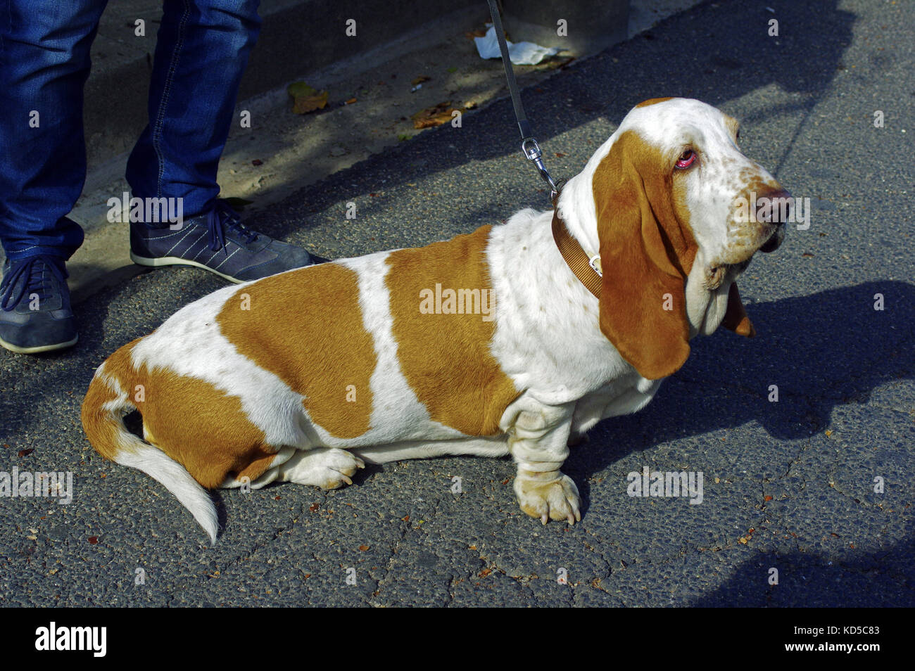 The Bassett hound dog Stock Photo - Alamy