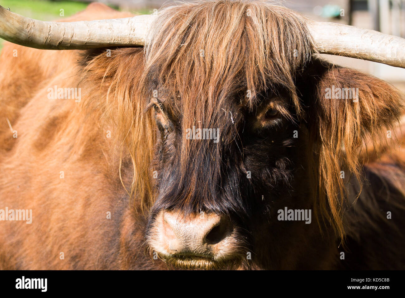 highland cattle enjoying the sun Stock Photo - Alamy
