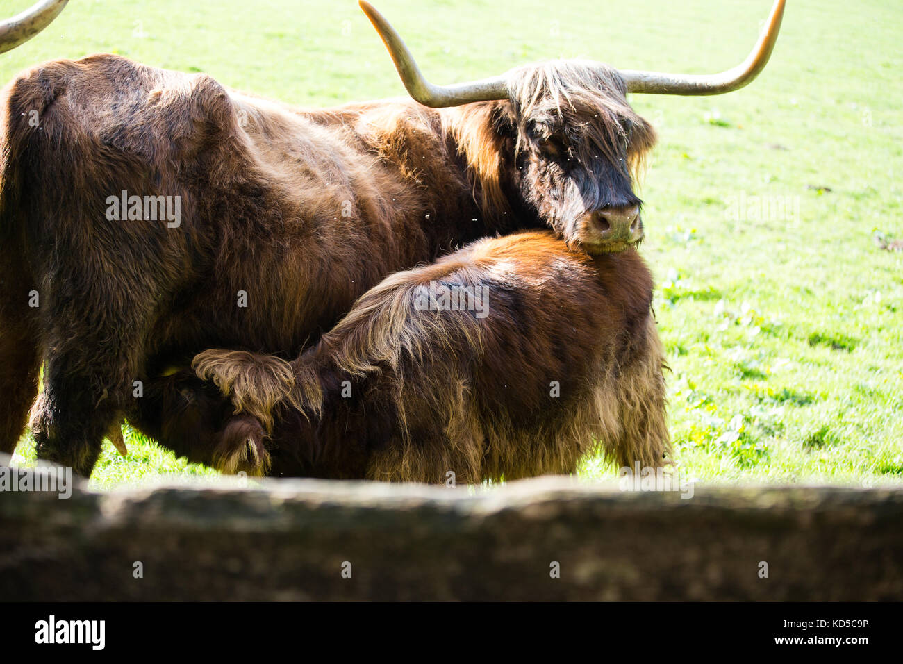 highland cattle enjoying the sun Stock Photo - Alamy