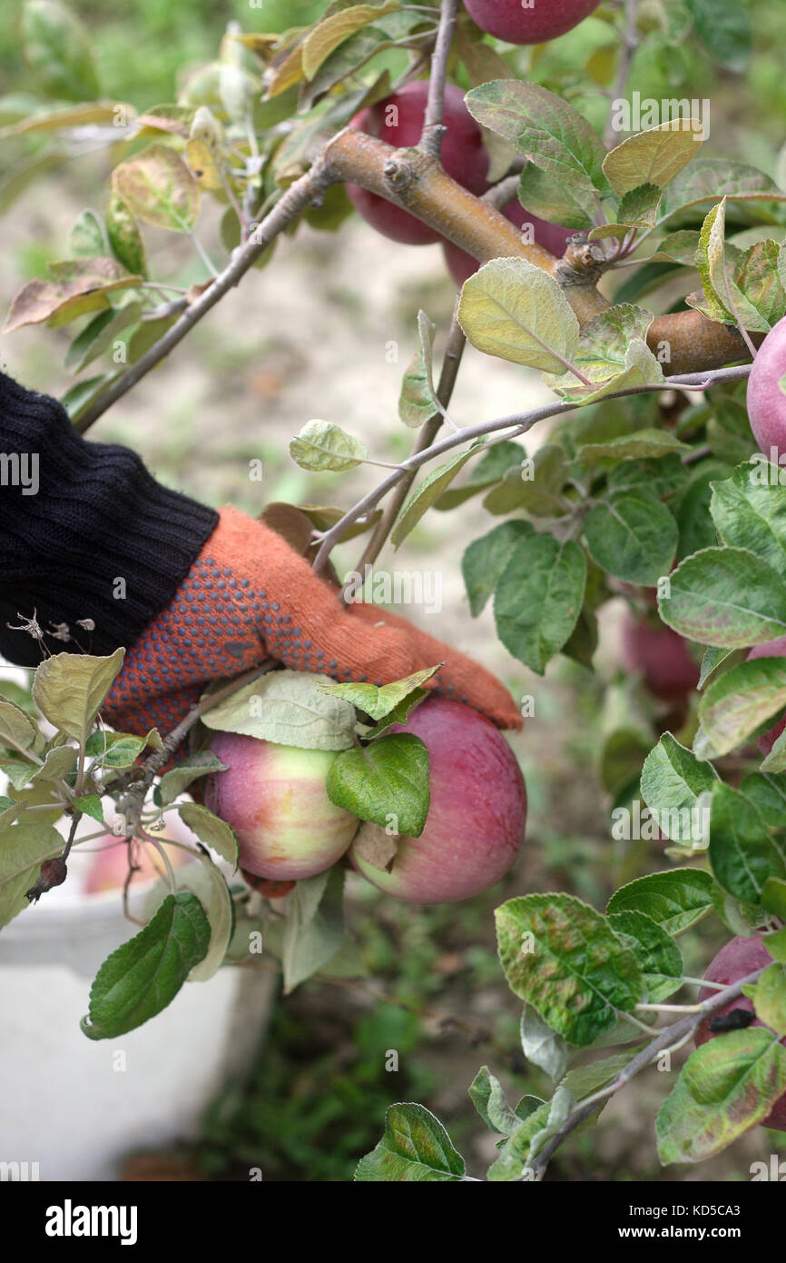 Harvesting of apples in the orchard. Hands pull apples from branches ...