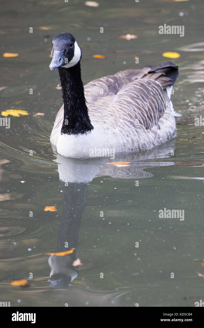 Canada goose in the sea hi-res stock photography and images - Alamy