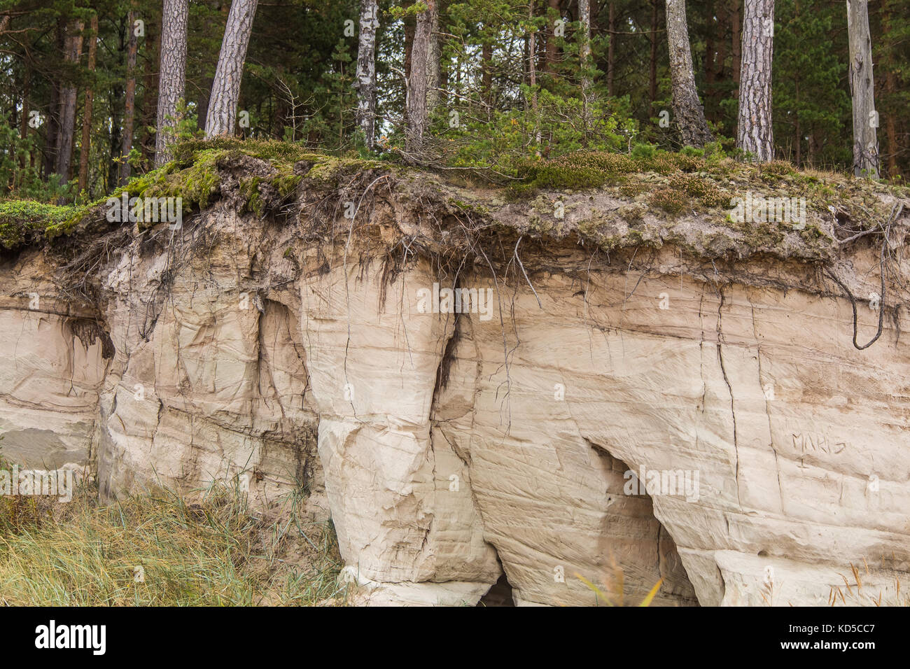 A beautiful sandstone shore landscape. Trees growing on a sandstone ...