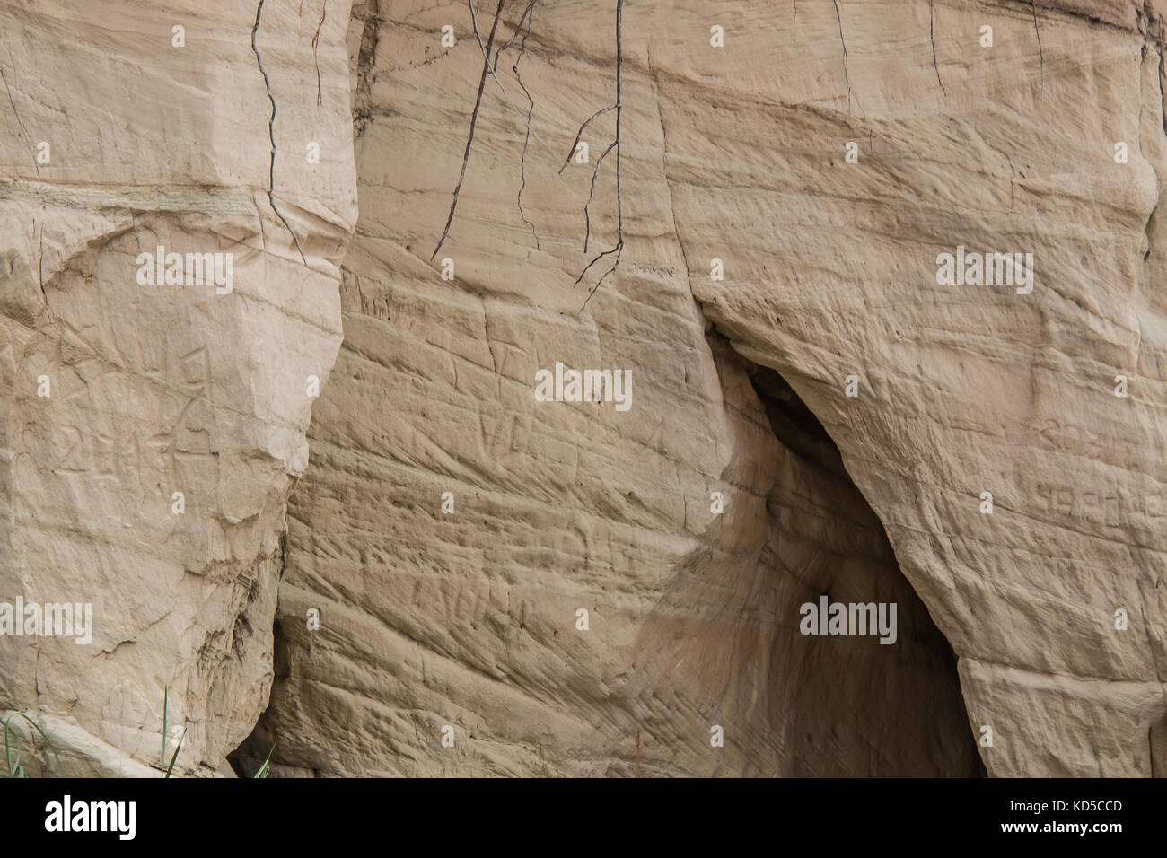 A beautiful sandstone shore landscape. Trees growing on a sandstone ...