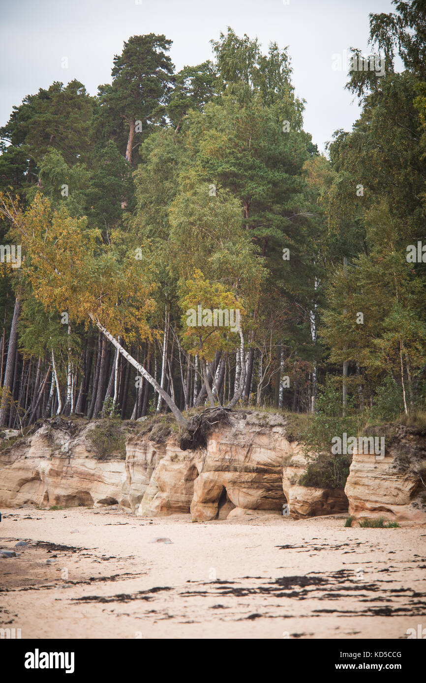 A beautiful sandstone shore landscape. Trees growing on a sandstone ...