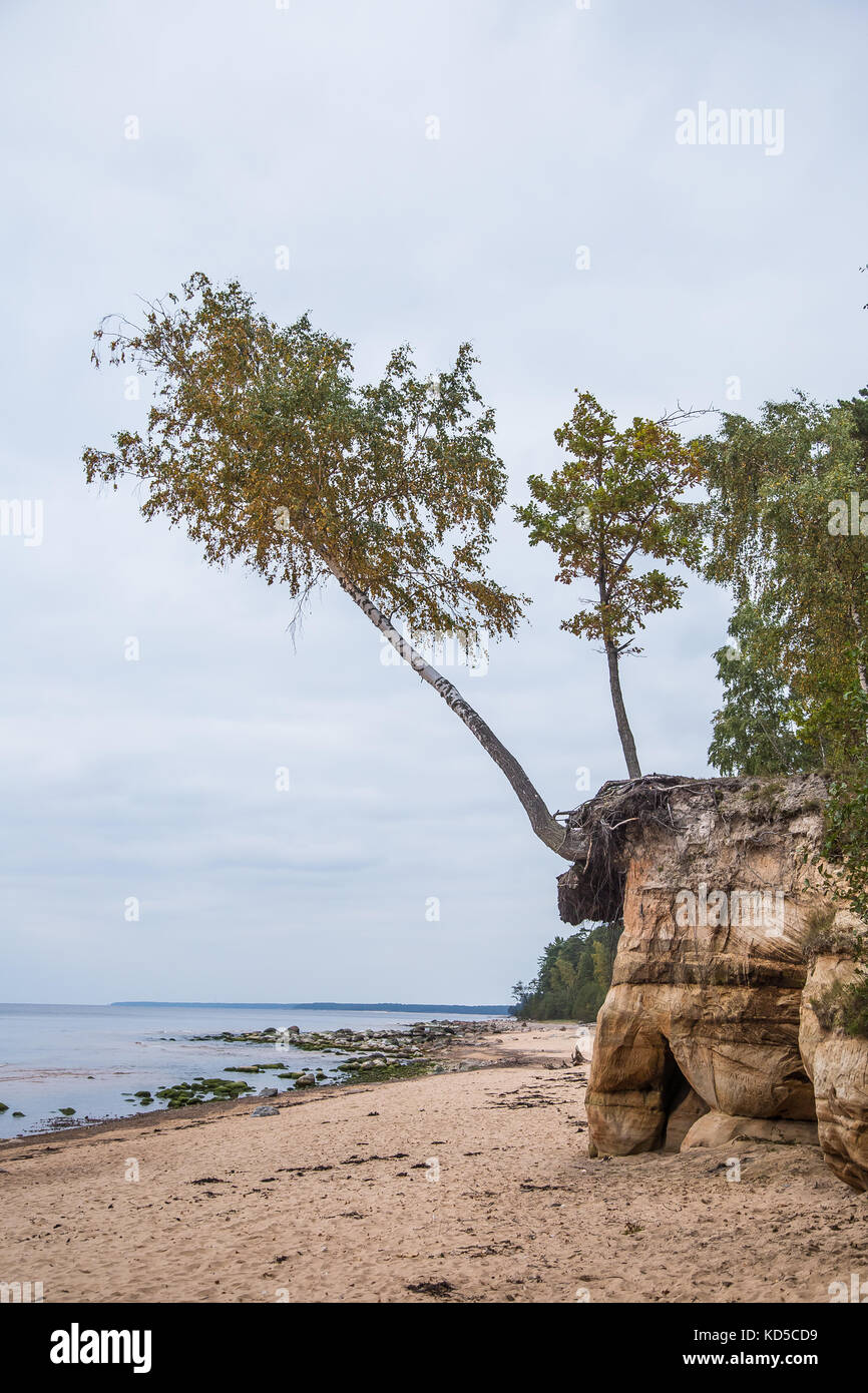 A beautiful sandstone shore landscape. Trees growing on a sandstone ...