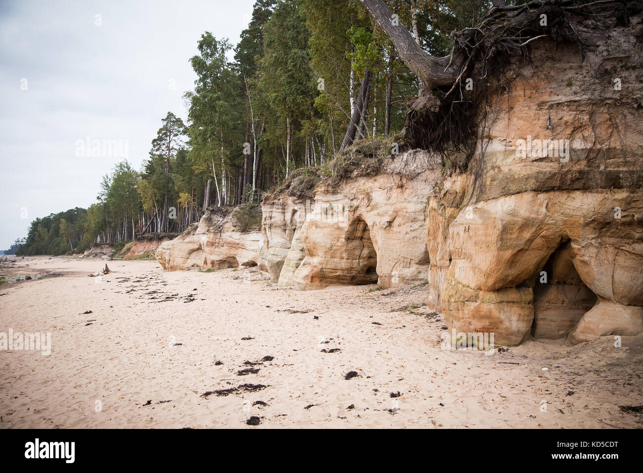 A beautiful sandstone shore landscape. Trees growing on a sandstone ...
